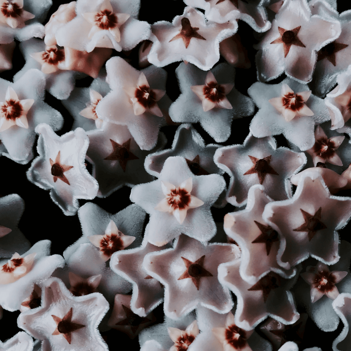 Hoya Carnosa: A Guide to Its Unique Characteristics - HoyaPlantCare