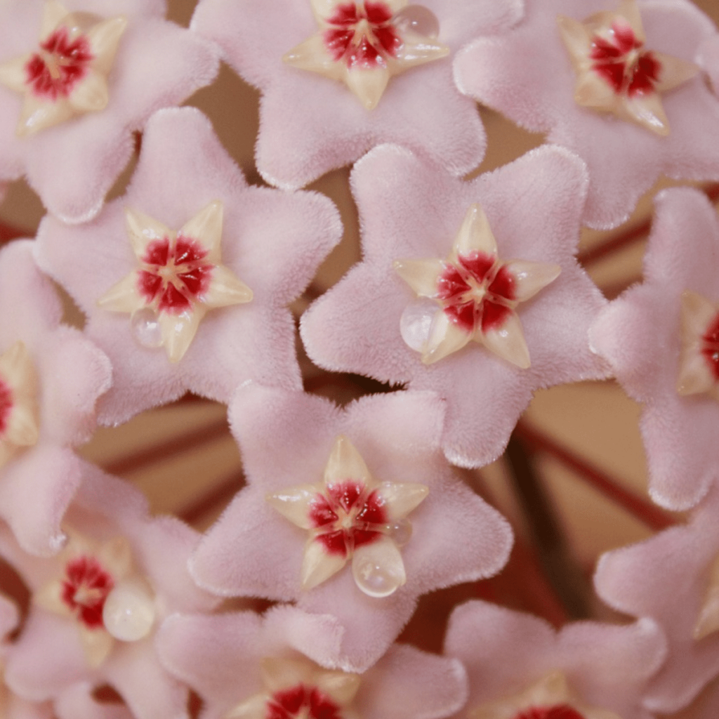 Hoya Carnosa: A Guide to Its Unique Characteristics - HoyaPlantCare