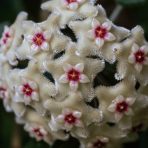Hoya Plant Care | Expert Tips for Thriving, Beautiful Hoyas