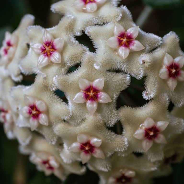 Hoya Plant Care | Expert Tips for Thriving, Beautiful Hoyas