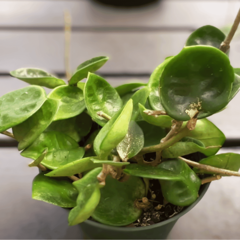 Hoya Chelsea Plant: A Complete Care Guide - HoyaPlantCare