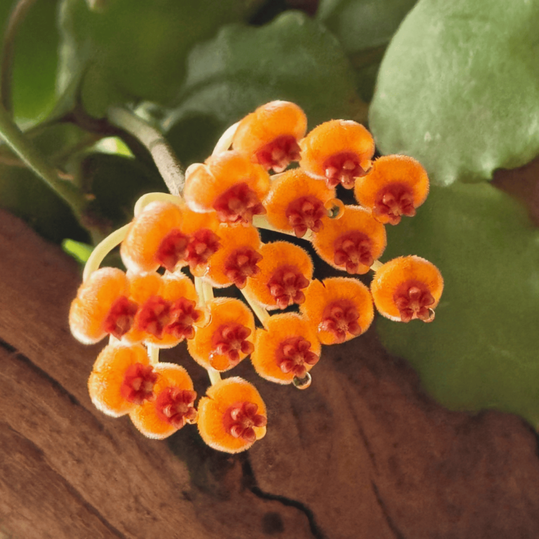 Hoya Plant Care | Expert Tips for Thriving, Beautiful Hoyas